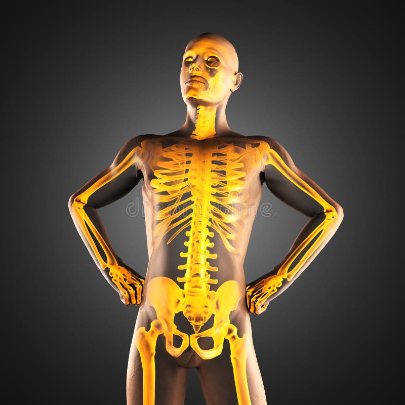 Human radiography scan stock illustration. Illustration of adult - 27298128