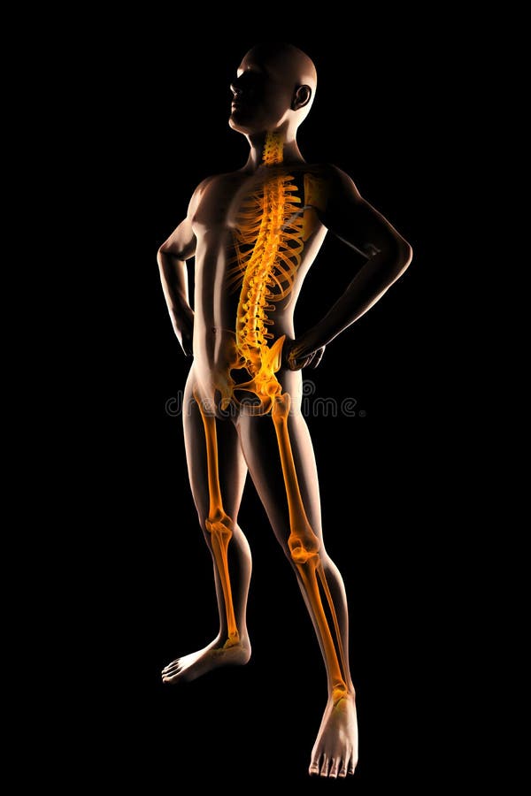 Human radiography scan stock illustration. Illustration of medical ...