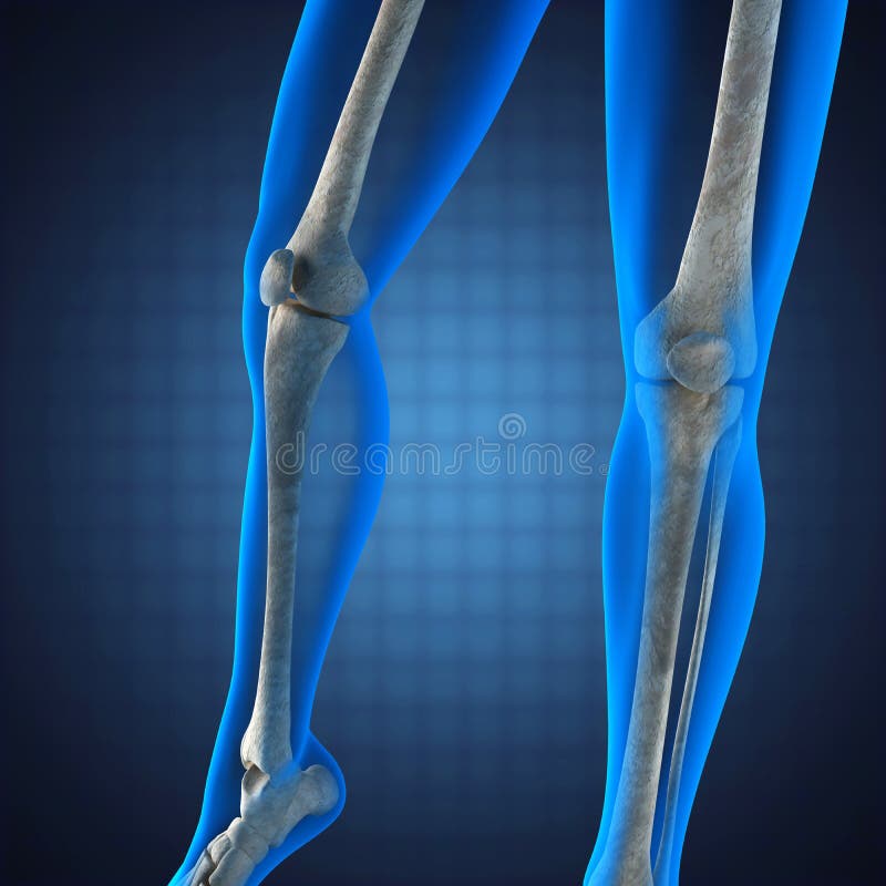 Human Radiography Scan on Blue Background Stock Illustration ...