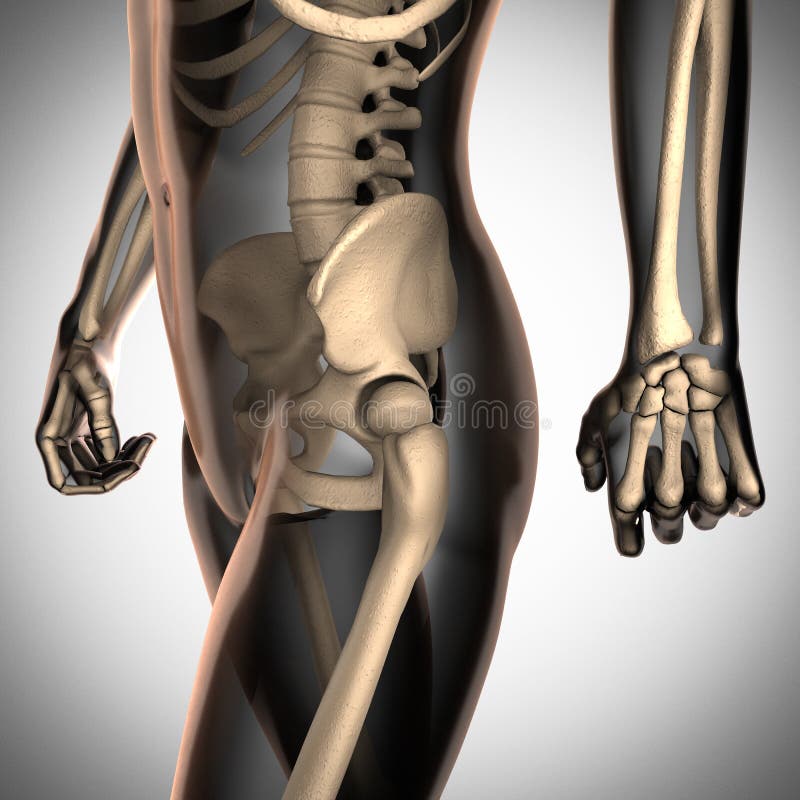 Human Radiography Scan with Bones Stock Illustration - Illustration of ...