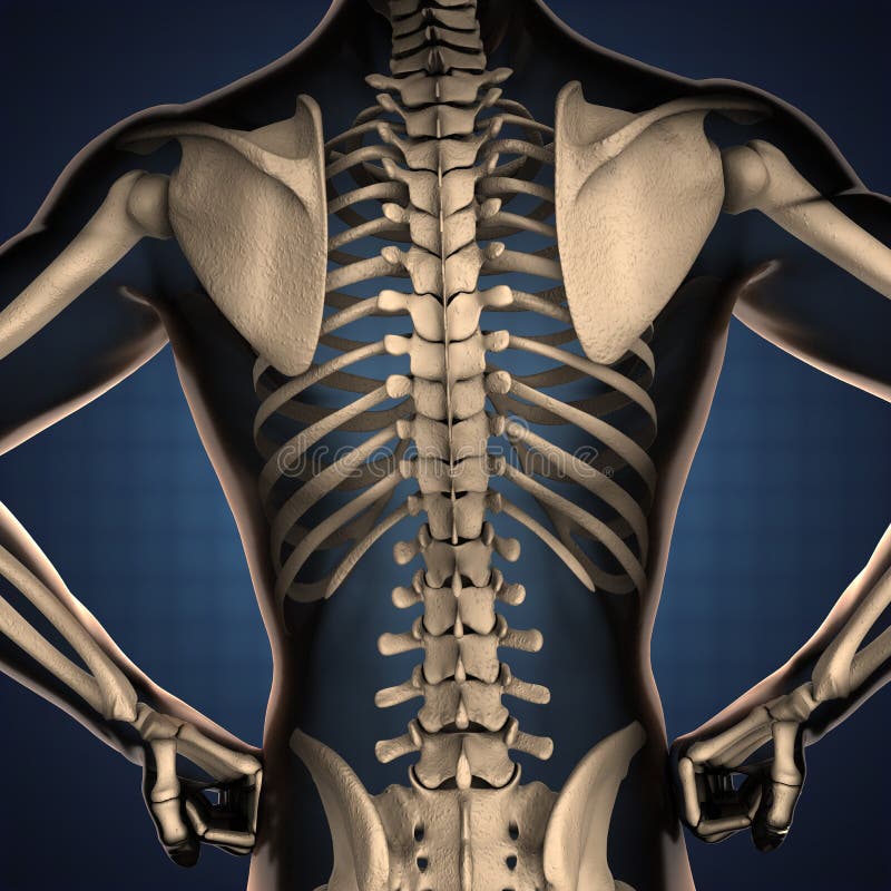 Human Radiography Scan with Bones Stock Illustration - Illustration of ...
