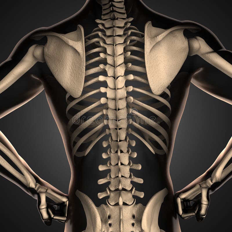 Human Radiography Scan with Bones Stock Illustration - Illustration of ...