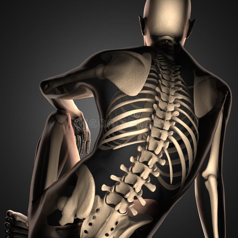 Human Radiography Scan with Bones Stock Illustration - Illustration of ...