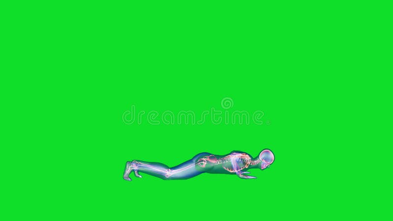 Human X-ray Body and Skeleton Doing Burpees Loop Green Screen Stock ...