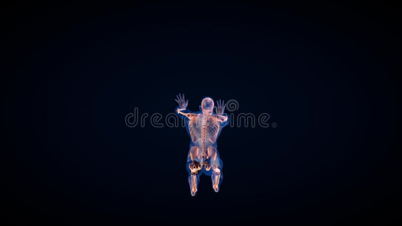 Human Upper Limb Bones, Front View, Side View and Back View. Human Hand ...