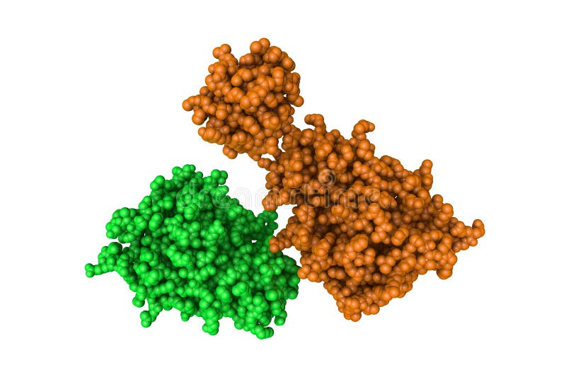 Human Recombinant Gla-domainless Prothrombin Mutant. Rendering with ...