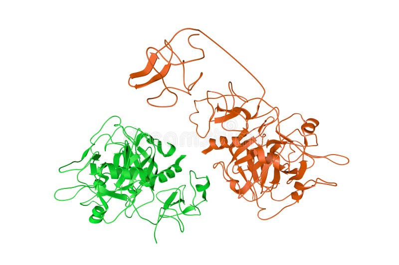 Recombinant Gla-domainless Prothrombin Mutant. Ribbons Diagram with ...