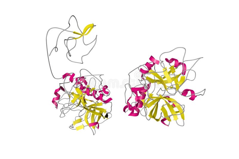 Human Recombinant Gla-domainless Prothrombin Mutant. Ribbons Diagram in ...