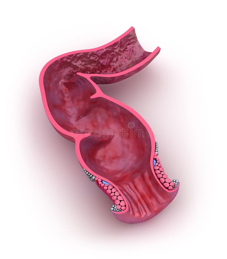 Human rectum, 3D model stock illustration. Illustration of parts - 19497918