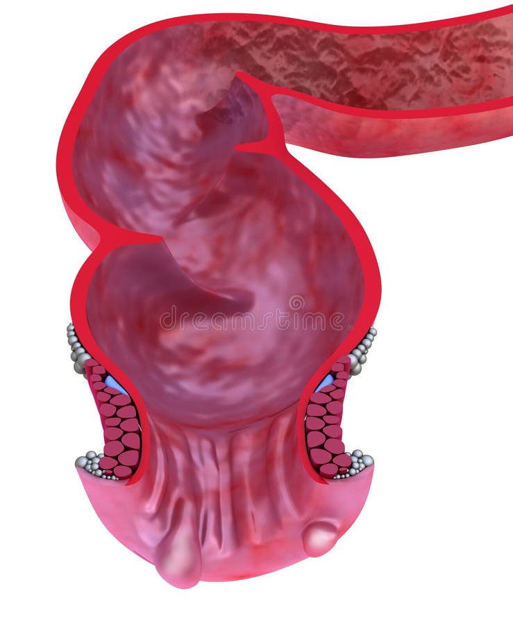 The rectum stock illustration. Illustration of back, anatomical - 45275670