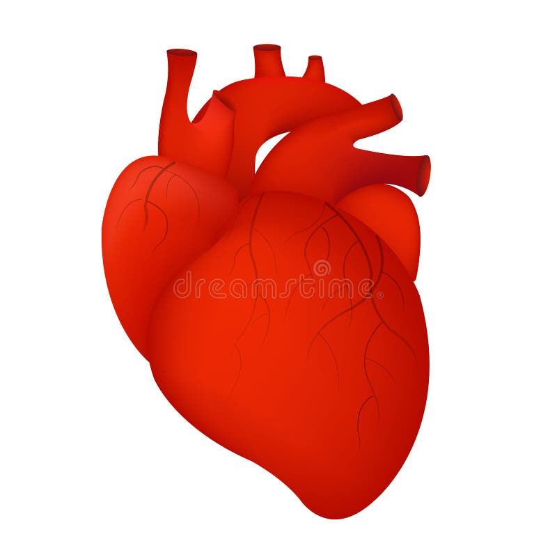 Human Red Heart Isolated White Background Stock Vector - Illustration ...