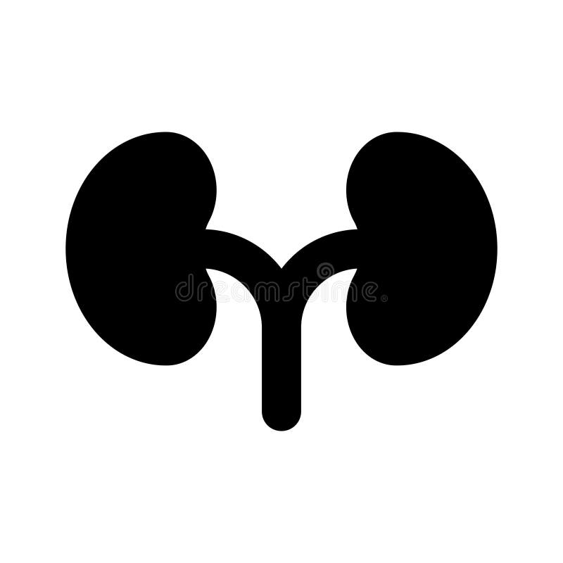 Human Renal System Organ, Human Organ, Icon of Kidneys Stock Vector ...