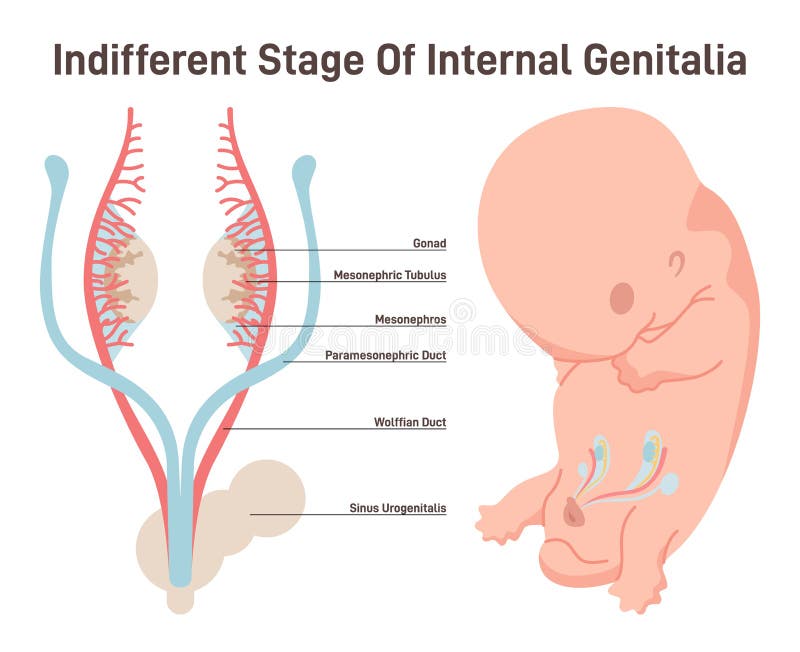 Female and Male Reproductive System Development Set. Embryonic Stock Illustration - Illustration ...