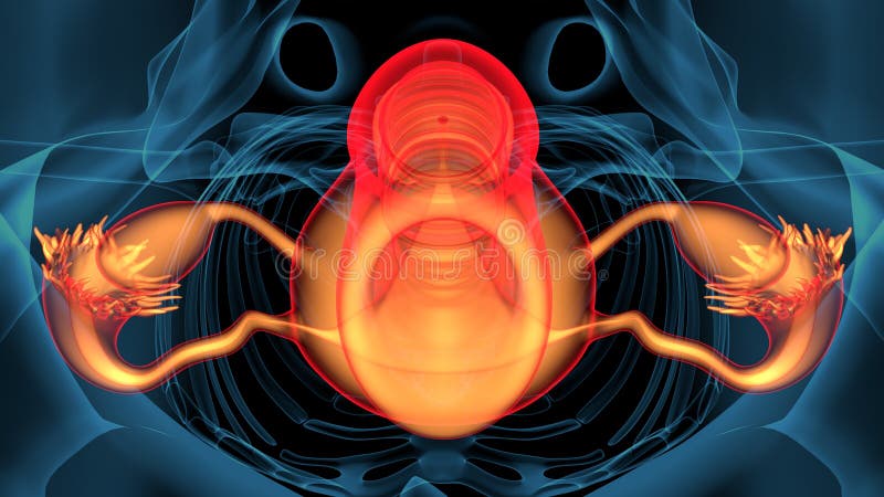 3d Illustartion of Femail Reproductive System Anatomy Stock ...