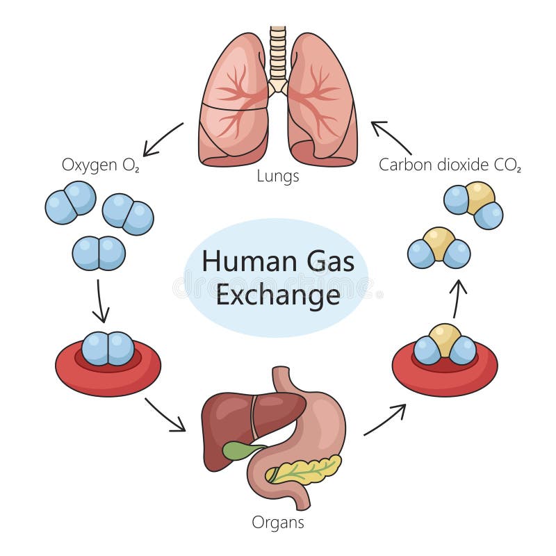 Respiratory System Gas Exchange Process Diagram Stock Vector ...
