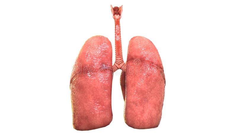 Human Respiratory Lungs System Anatomy Posterior View Stock ...