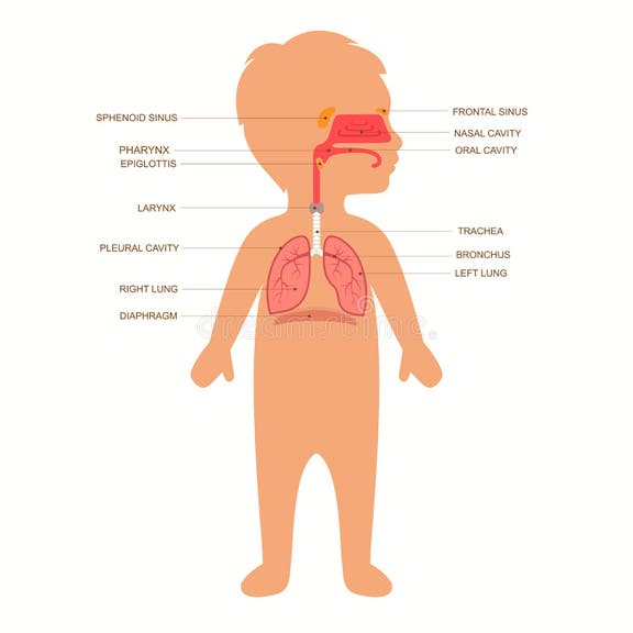 Respiratory System Diagram Stock Illustrations – 3,624 Respiratory ... Respiratory System Diagram Stock Illustrations – 3,624 Respiratory ...