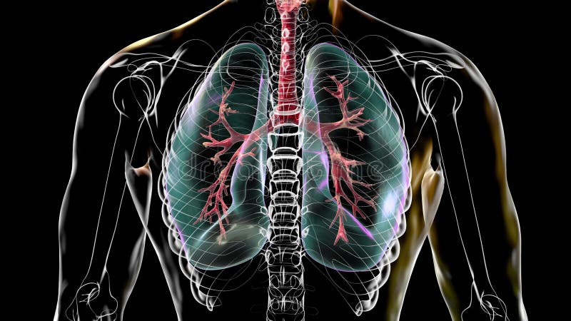 Anatomy of Human Respiratory System, 3D Animation Stock Video - Video ...