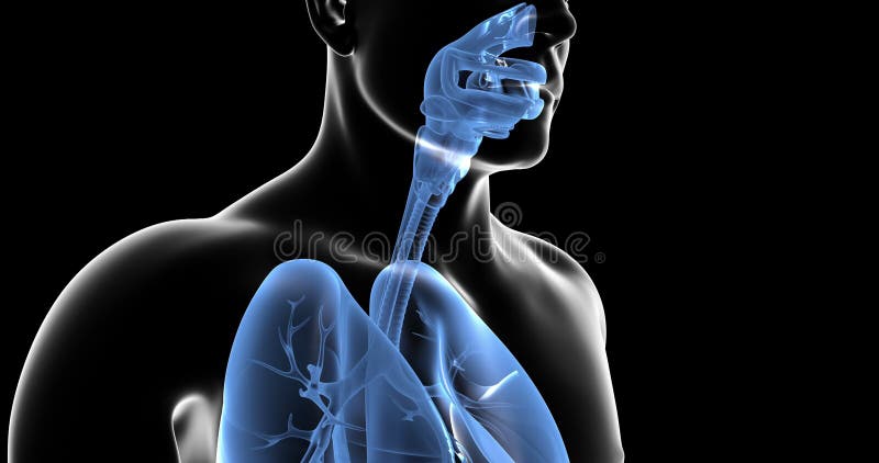 Human Respiratory System Anatomy Transparent Stock Footage - Video of ...