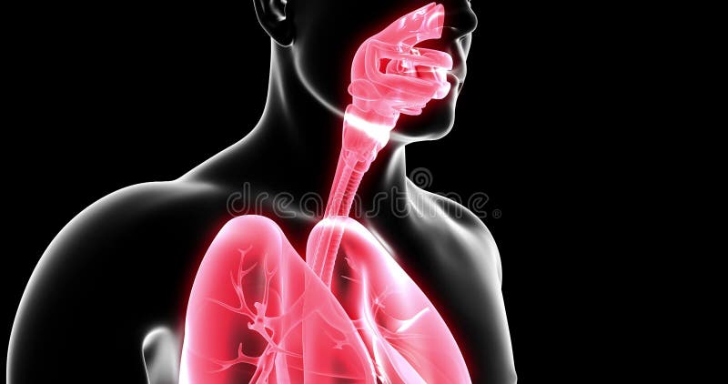 Human Respiratory System Anatomy Transparent Stock Footage - Video of ...