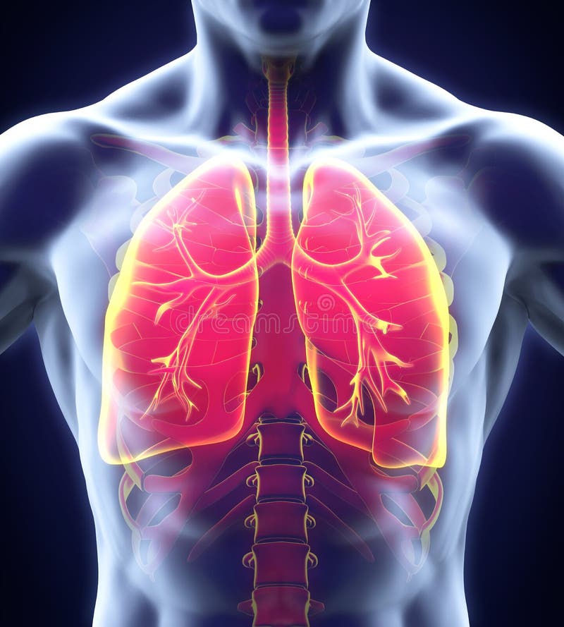 Human Respiratory System stock illustration. Illustration of lungs ...