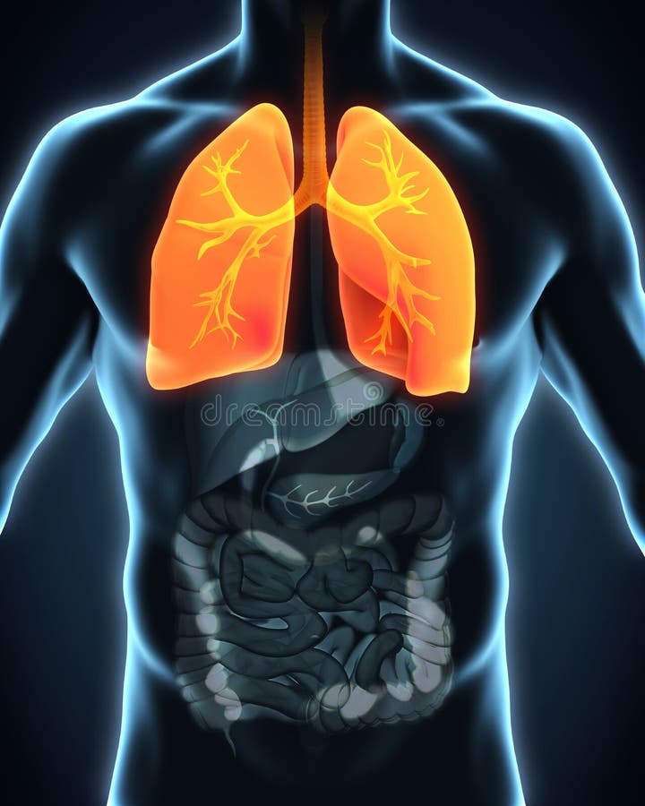 Human Respiratory System stock illustration. Illustration of inhale ...
