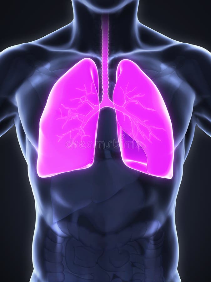 Human Respiratory System stock illustration. Illustration of cecum ...