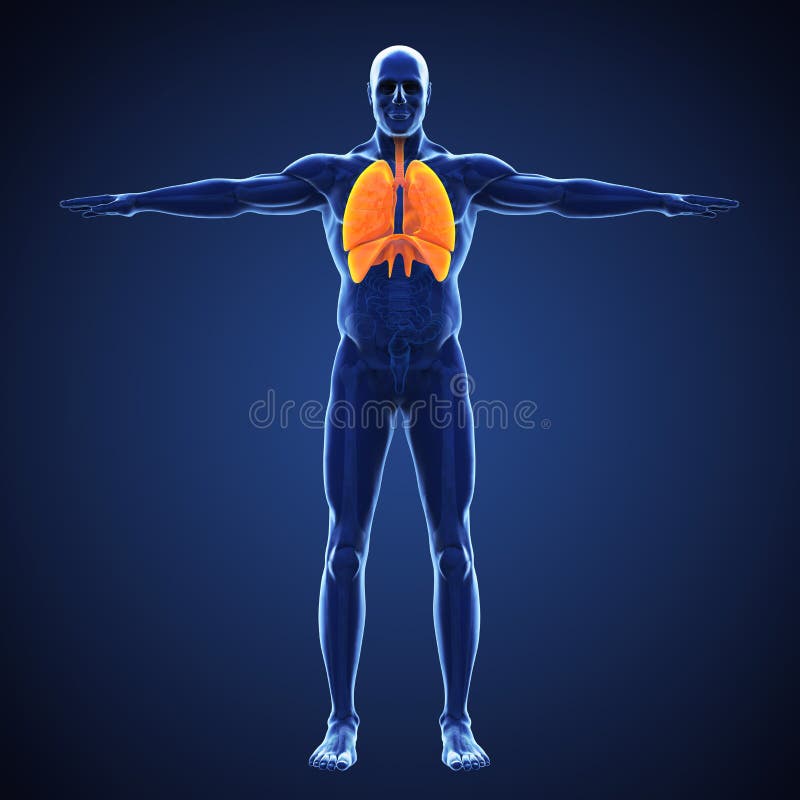 Human Respiratory System Illustration Stock Illustration - Illustration ...