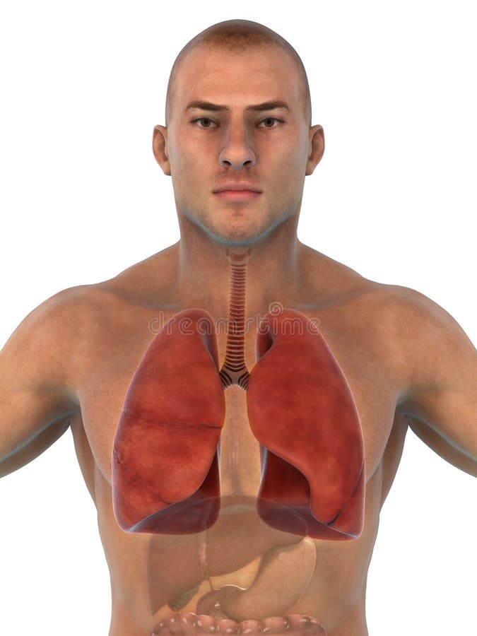 Human Respiratory System stock illustration. Illustration of chest ...