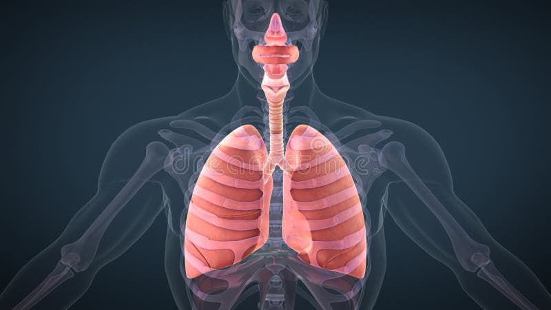 Human Respiratory System Lungs Anatomy Stock Illustration ...