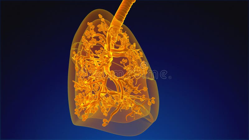 Human Respiratory System Lungs Anatomy Stock Illustration ...
