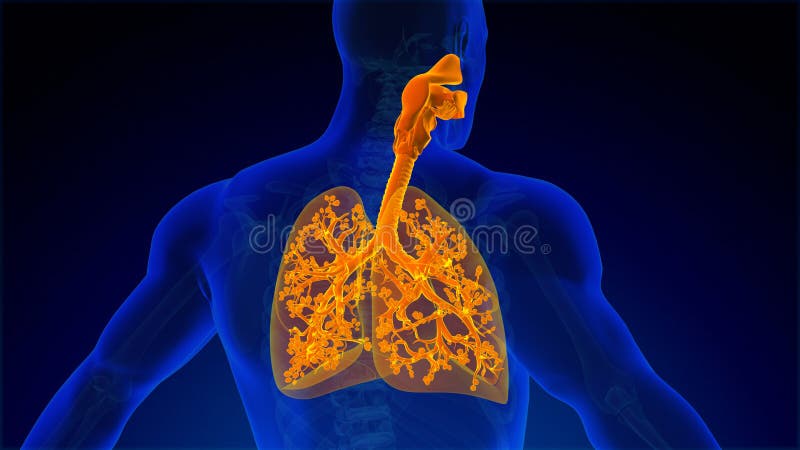 Human Respiratory System Lungs Anatomy Stock Illustration ...