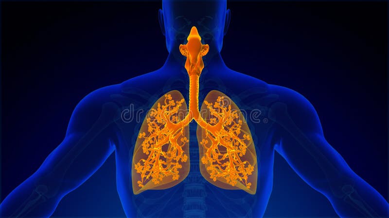 Human Respiratory System Lungs Anatomy Stock Illustration ...