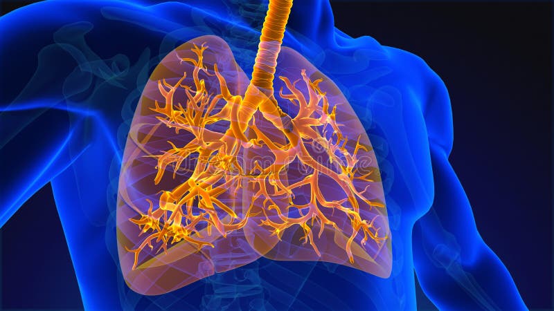 Human Respiratory System Lungs Anatomy Stock Illustration ...