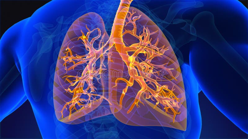 Human Respiratory System Lungs Anatomy Stock Illustration ...