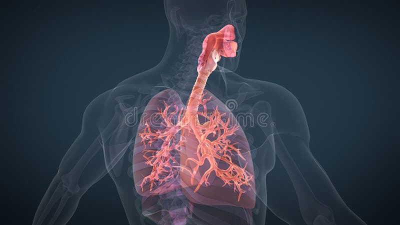 Human Respiratory System Lungs Anatomy Stock Illustration ...