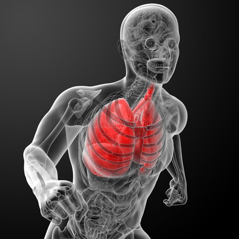 Human Respiratory System in X-ray Stock Illustration - Illustration of ...