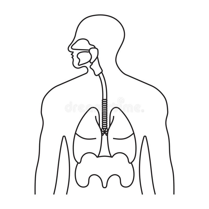 Human Respiratory System or Respiratory Tract Line Art Vector Icon for ... Human Respiratory System or Respiratory Tract Line Art Vector Icon for ...