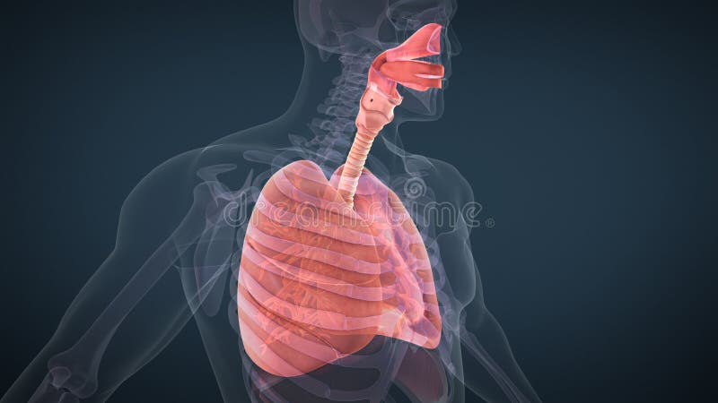 Human Respiratory System Lungs Anatomy Stock Illustration ...