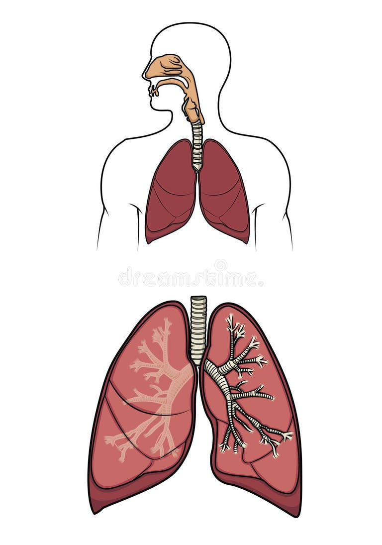 Human Chest Diagram Stock Illustrations – 3,277 Human Chest Diagram ...