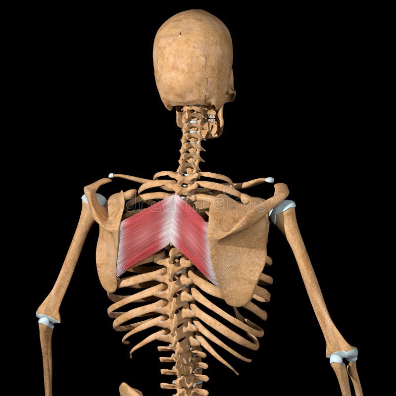 Human Rhomboid Major Muscles on Skeleton Stock Illustration ...