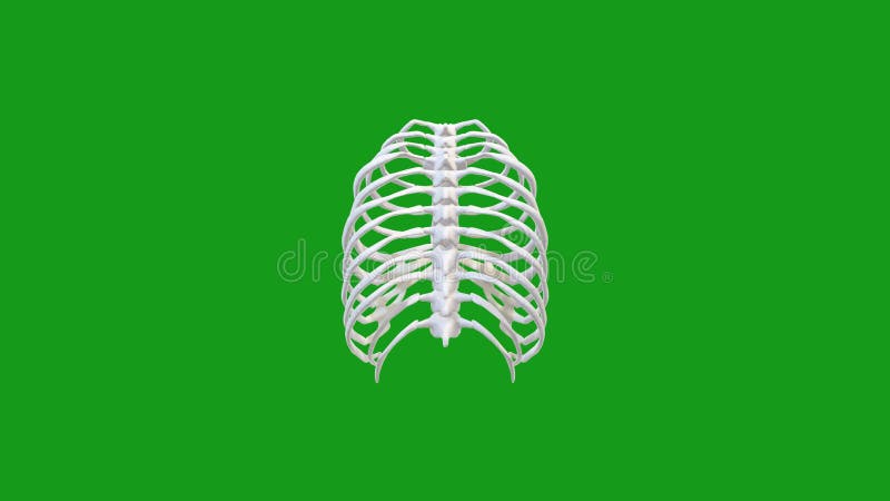 Human Rib Cage Green Screen Motion Graphics Stock Video - Video of ...