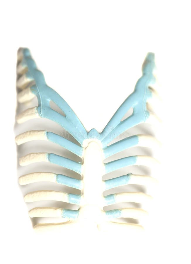 False Ribs Stock Photos - Free & Royalty-Free Stock Photos from Dreamstime
