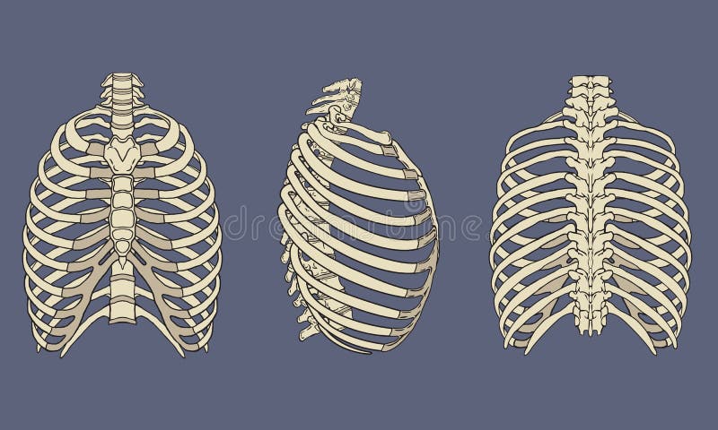 Human Rib Cage Skeletal Anatomy Pack Stock Vector - Illustration of ...