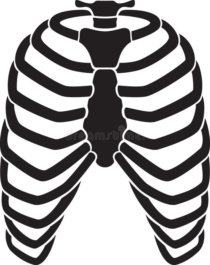 Rib Cage Skeleton Human Bones System Side View. Realistic Chest ...