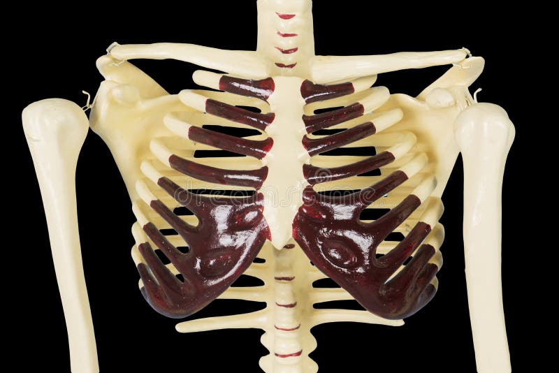 321 Full Human Skeleton Photos - Free & Royalty-Free Stock Photos from ...