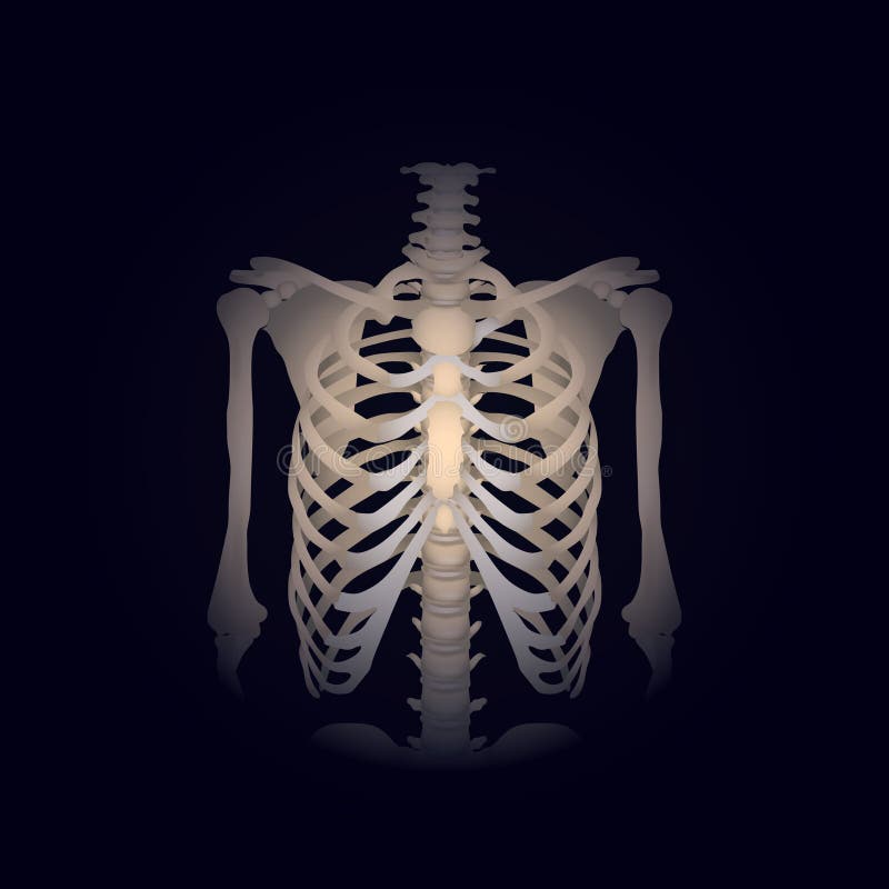 Human Rib Cage. Vector Illustration Decorative Design Stock Vector ...