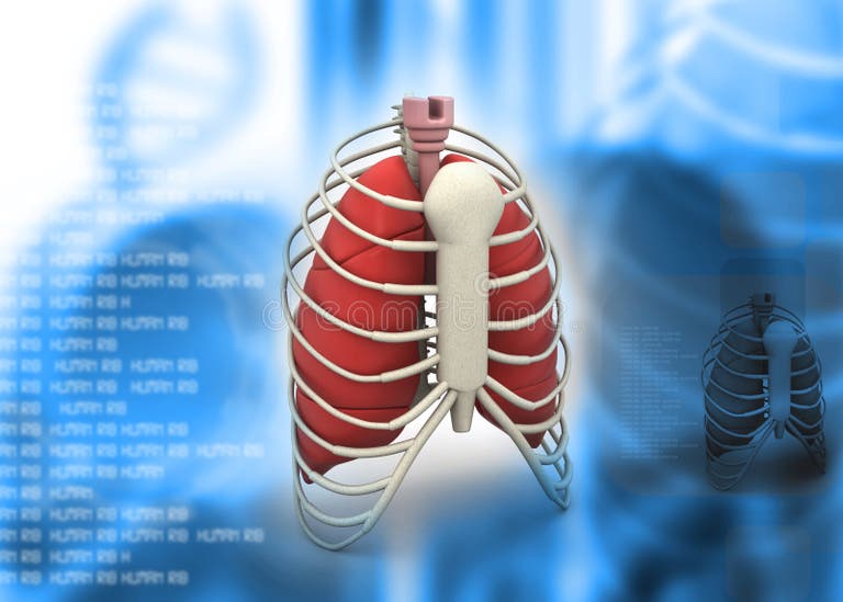 Rib 3d Stock Illustrations – 5,151 Rib 3d Stock Illustrations, Vectors ...