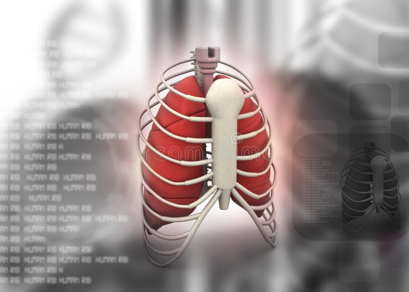 Human Rib Stock Illustrations – 7,533 Human Rib Stock Illustrations ...