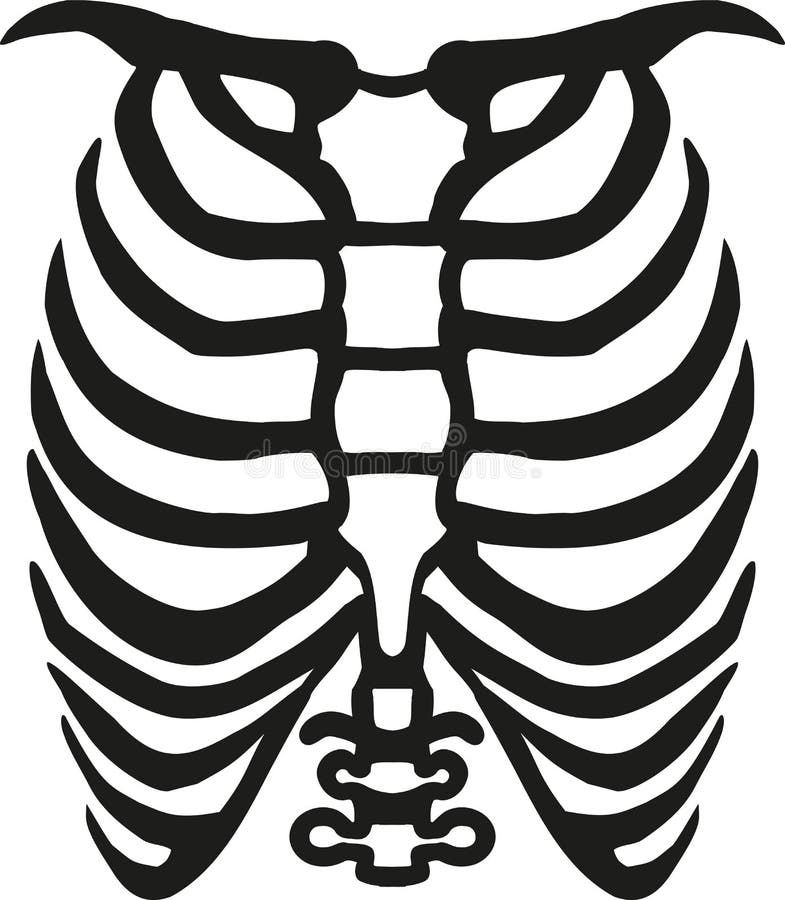 485_human Ribcage, Bones, Set Stock Vector - Illustration of name ...